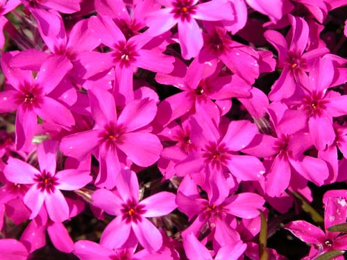 育て安さ：☆☆☆